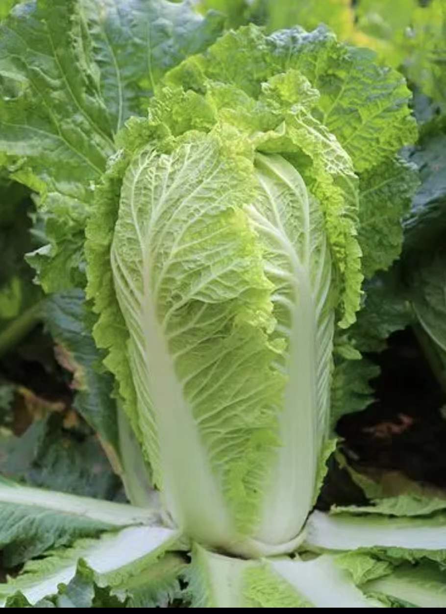 Chinese Cabbage – Green Planet Seeds