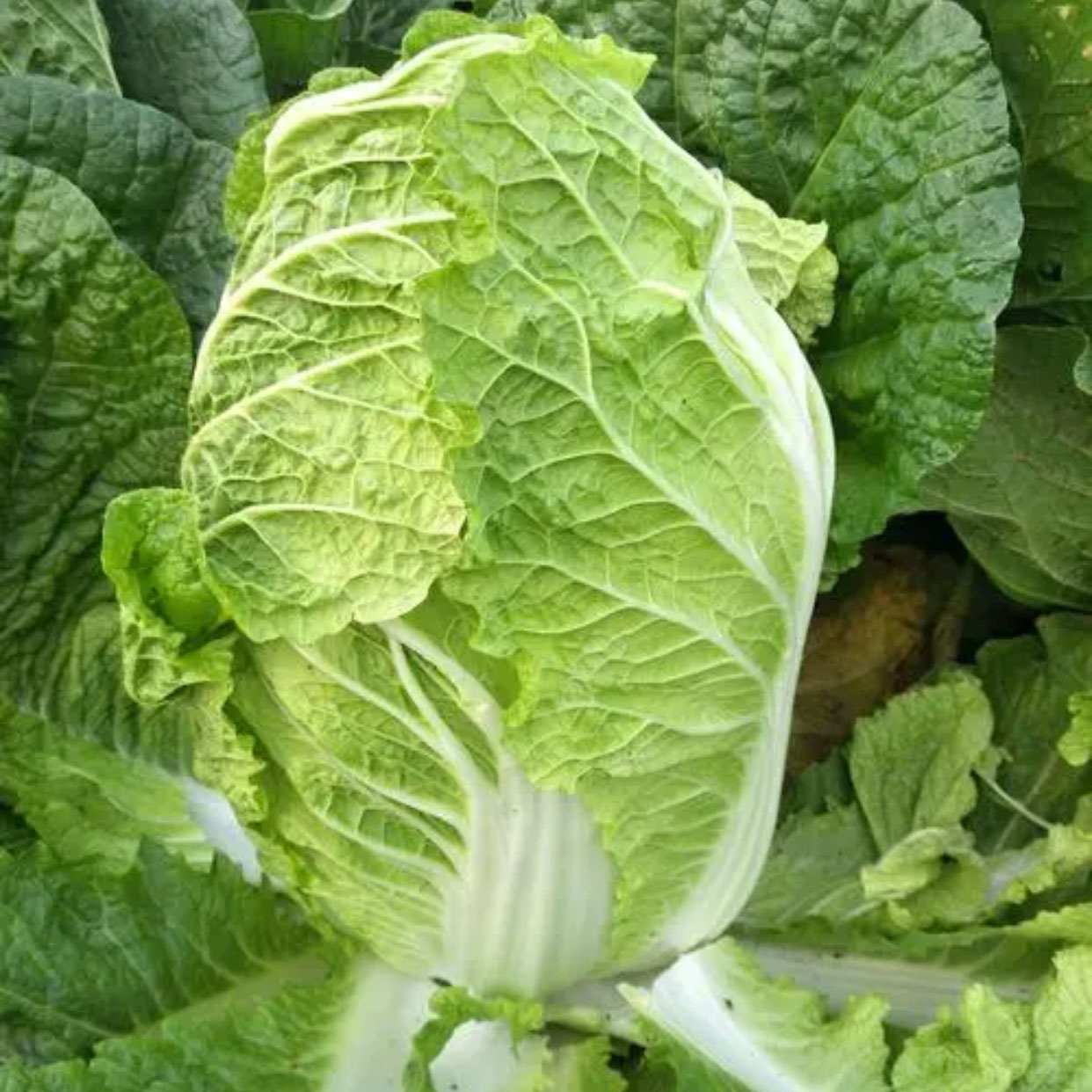 Chinese Cabbage – Green Planet Seeds