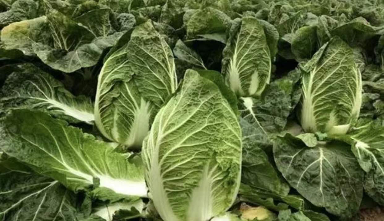 Chinese Cabbage – Green Planet Seeds