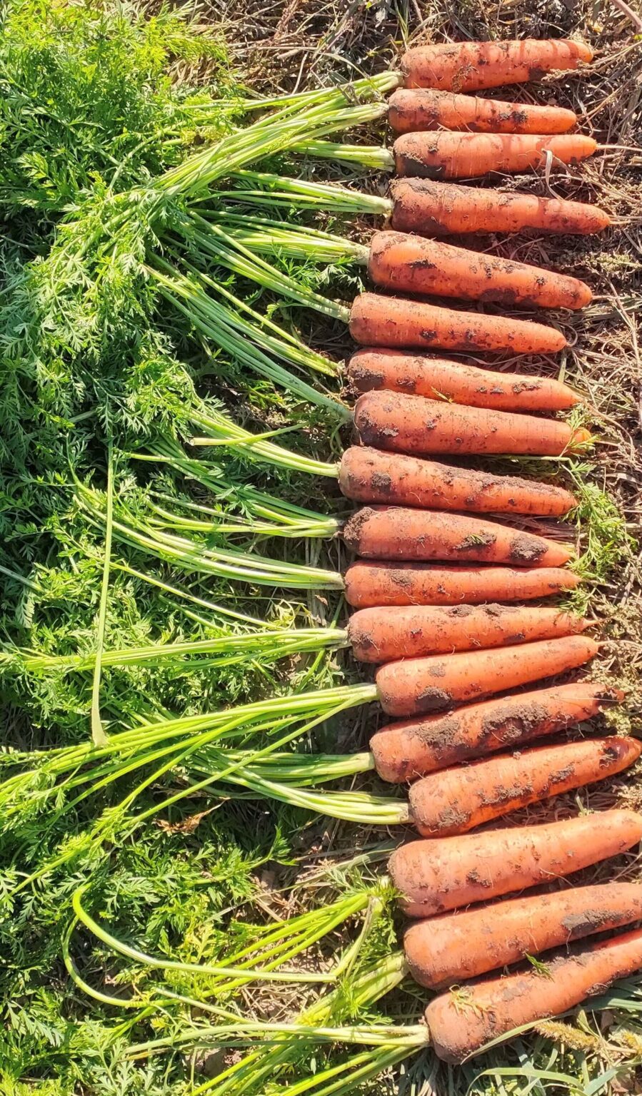 Carrot – Green Planet Seeds