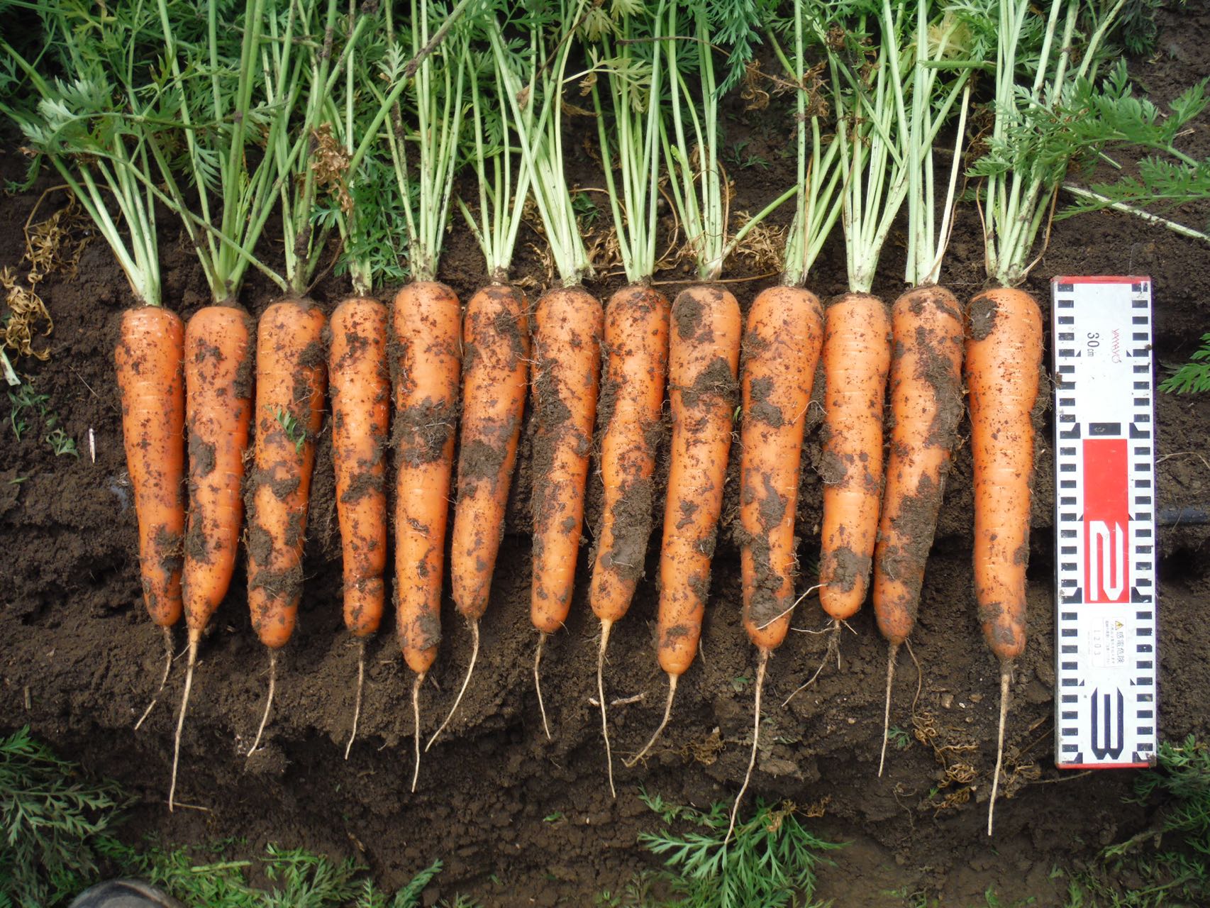 Carrot – Green Planet Seeds